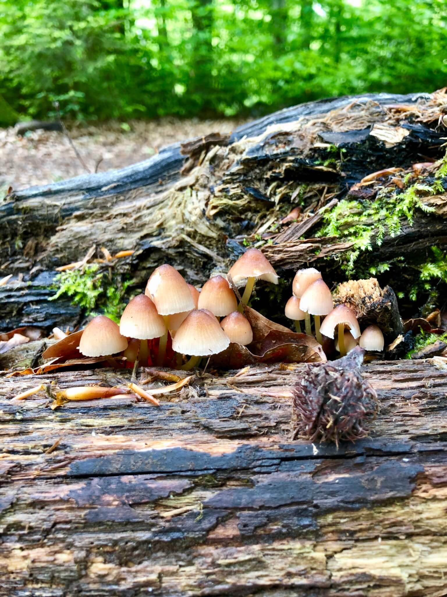 The link between characteristics of fungi & wood decomposition rates ...